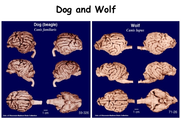 Fables and facts about wolves and dogs; | Blog di Doghelp by Theo van ...