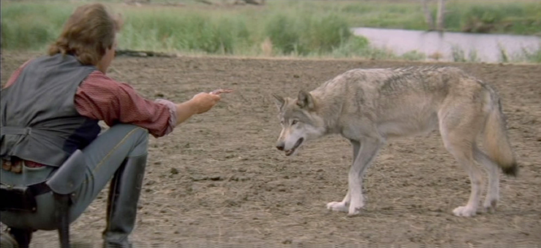 How do I properly approach an unknown dog? | Blog di Doghelp by Theo ...